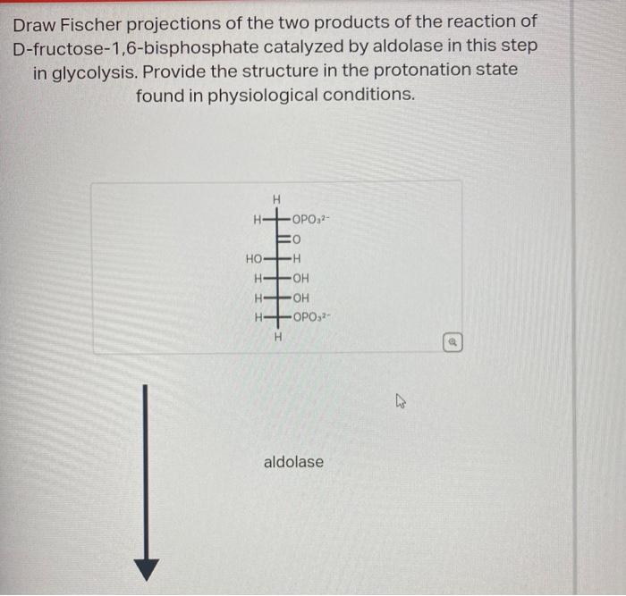 Solved Draw Fischer projections of the two products of the | Chegg.com