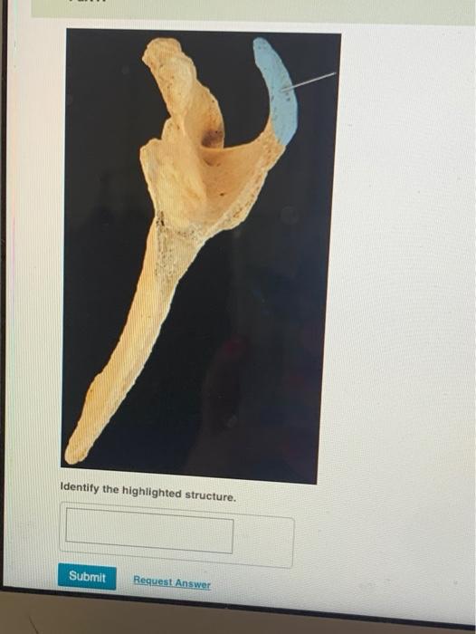 Solved Identify the highlighted structure. Submit Request | Chegg.com