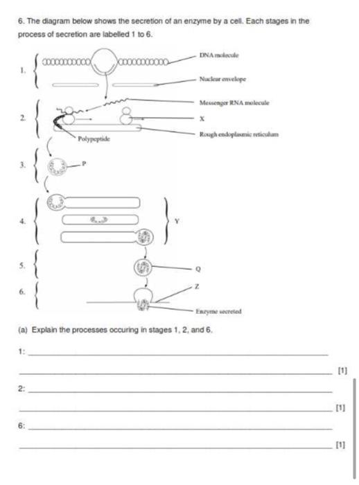 Solved 6. The diagram below shows the secretion of an enzyme | Chegg.com