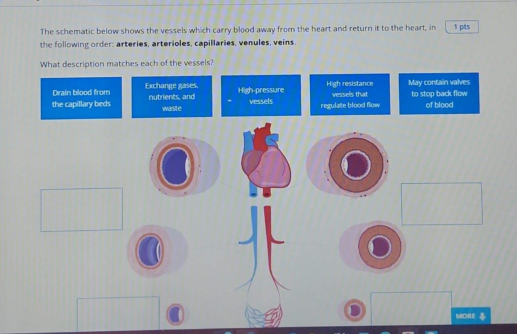 Solved The schematic below shows the vessels which carry | Chegg.com