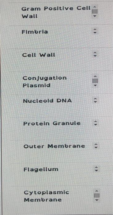 Solved Identify the Model Structures Below: Gram Positive | Chegg.com