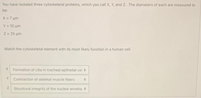You have isolated three cytoskeletal proteins, which | Chegg.com