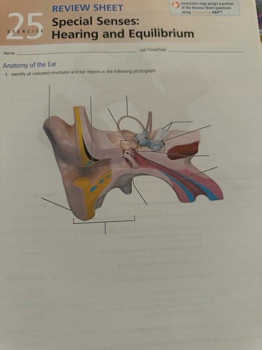Solved Anatomy of the Ear 1. Identify alf indicated | Chegg.com