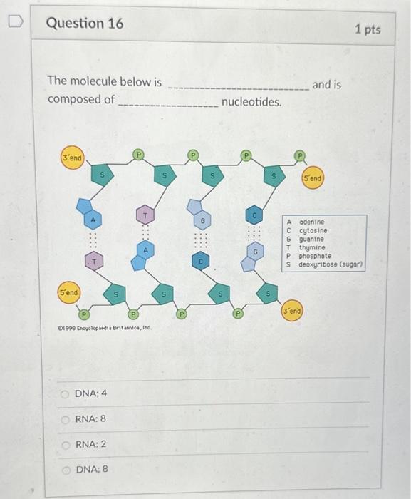 Solved The molecule below is and is composed of nucleotides. | Chegg.com