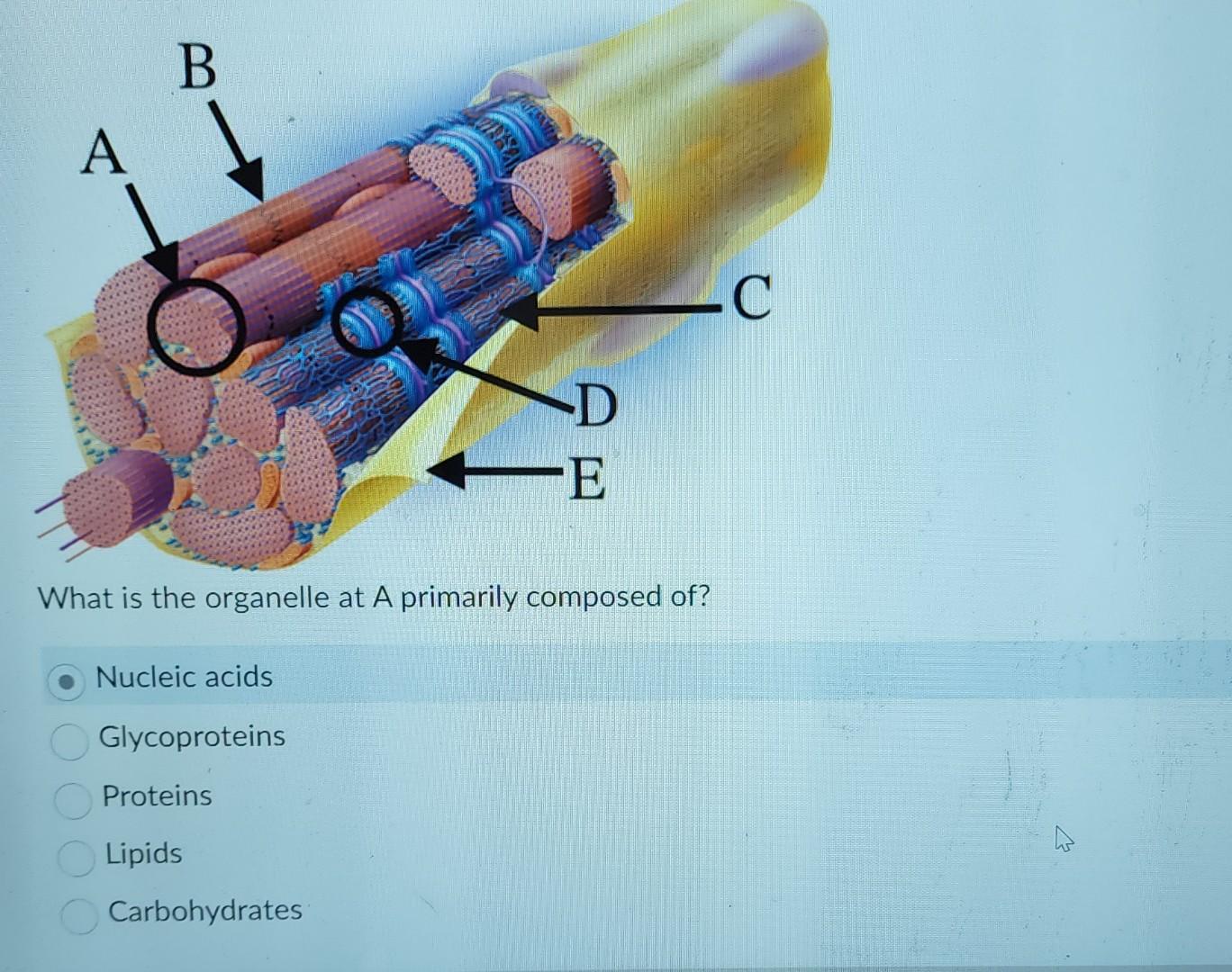 Solved Which Structure Binds ATP During Chegg Solved Which Structure Binds ATP During Chegg