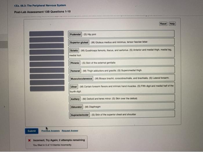Solved (Ex. 06.3: The Peripheral Nervous System Post-Lab | Chegg.com