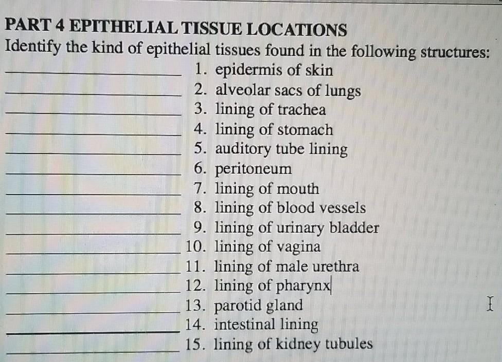 Solved PART 4 EPITHELIAL TISSUE LOCATIONS Identify the kind | Chegg.com