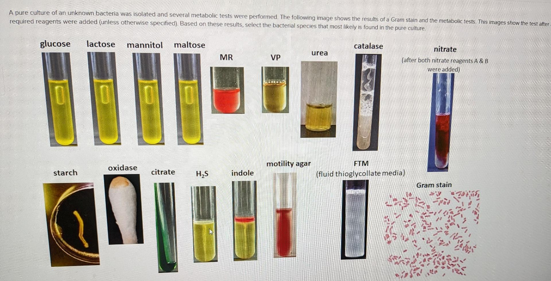 Solved A pure culture of an unknown bacteria was isolated | Chegg.com