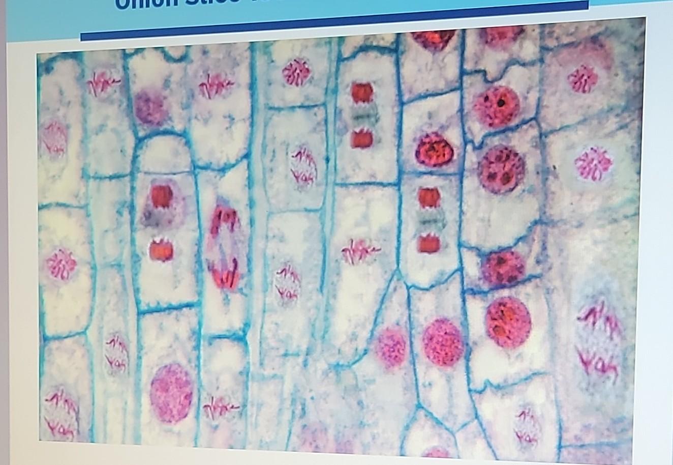 Solved If you move through the slide, you will realize that | Chegg.com
