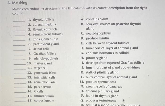 Solved Match each endocrine structure in the left column | Chegg.com