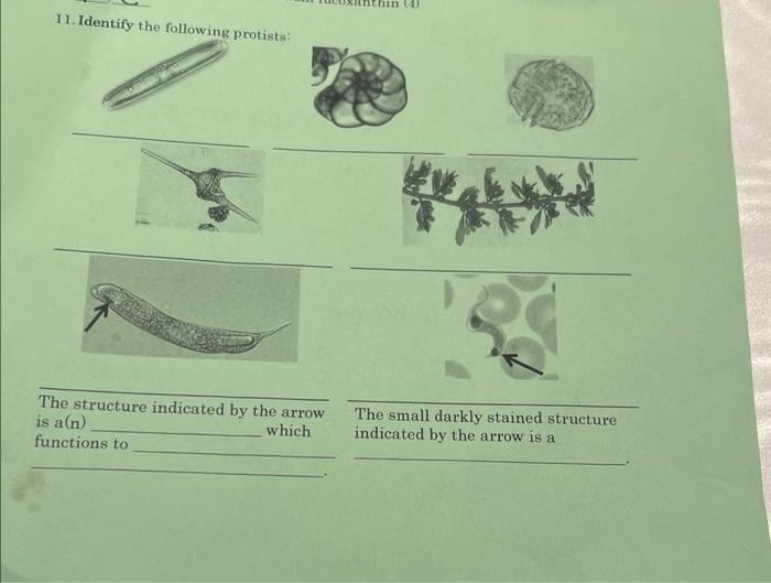 11. Identify the following protists: The structure | Chegg.com