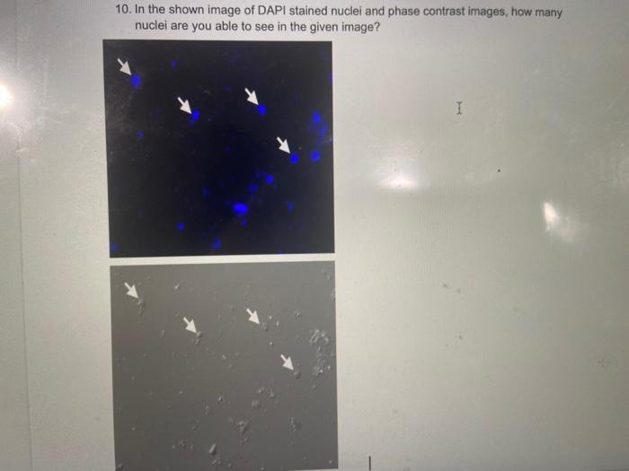 Solved 10. In the shown image of DAPI stained nuclei and | Chegg.com