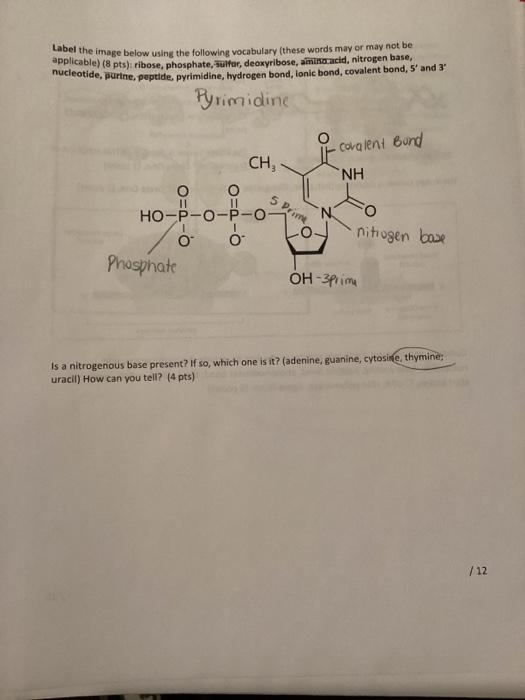 Solved ONa went into the bstcria After Avery's experiments | Chegg.com