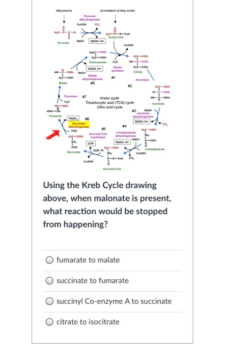 Solved This SIM Deep tube shows E. coli is positive for | Chegg.com