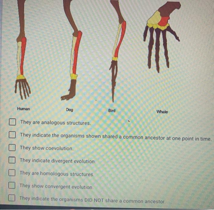 Solved Human Dog Bird Whale They are analogous structures. | Chegg.com
