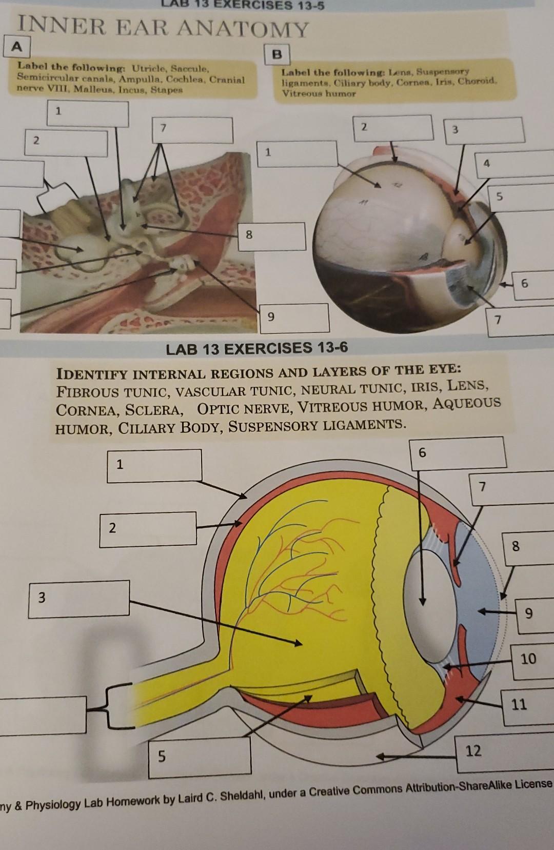 Solved LAB 13 EXERCISES 13-6 IDENTIFY INTERNAL REGIONS AND | Chegg.com