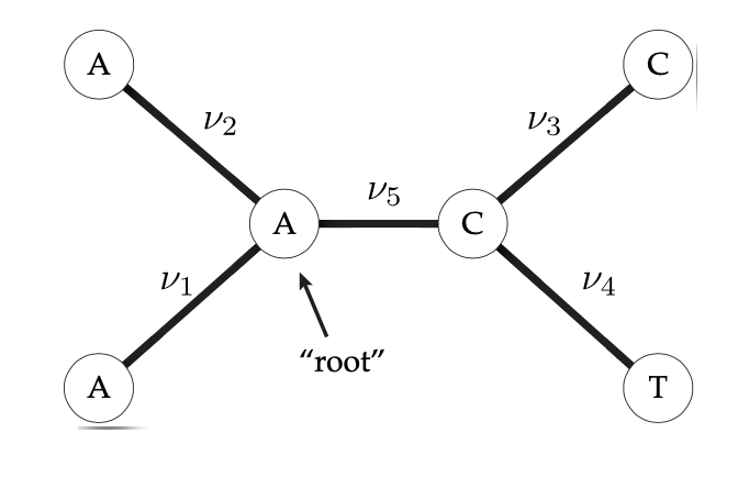 Solved For Question 3, ﻿for branch v3, ﻿use a branch length | Chegg.com