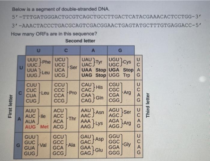 Solved Below is a segment of double-stranded DNA. | Chegg.com