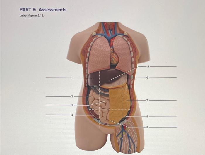 Solved PART E: Assessments Label figur | Chegg.com Solved PART E: Assessments Label figur | Chegg.com