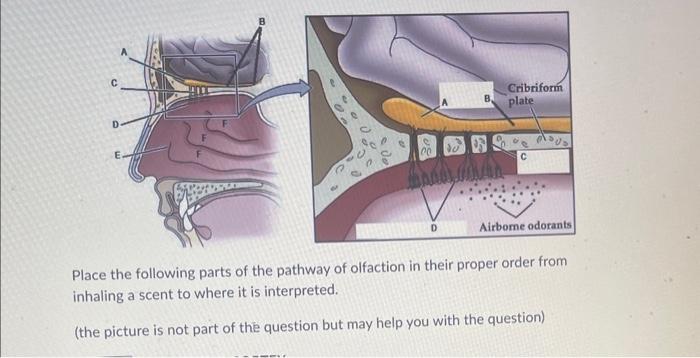 Solved Place the following parts of the pathway of olfaction | Chegg.com