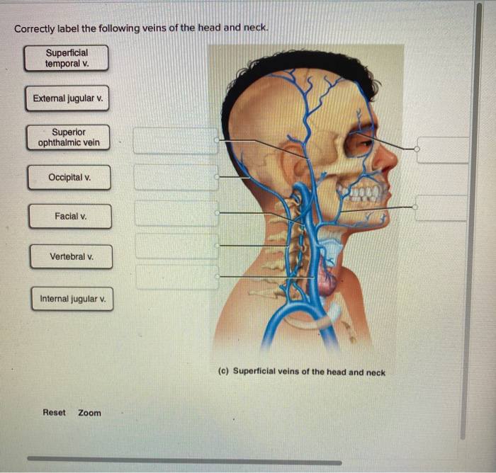 Solved Correctly label the following veins of the head and | Chegg.com