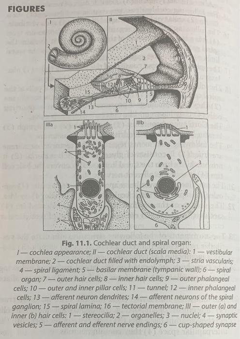 Solved name the following 22 structures in the cochlear duct | Chegg.com