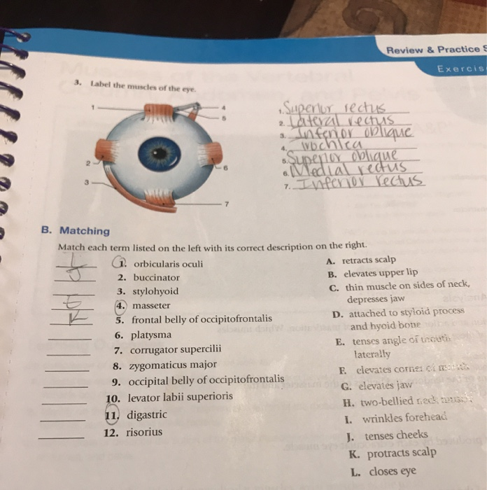Solved Review & Practice Exercise 3. Label the muscles of | Chegg.com