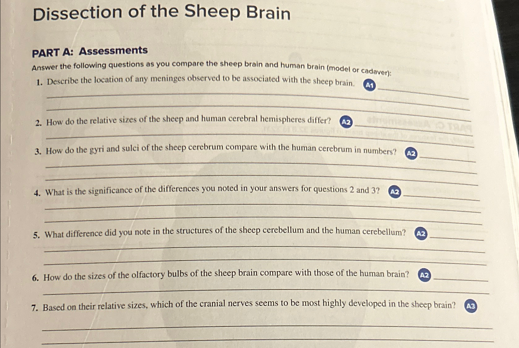 Solved Dissection of the Sheep BrainPART A: | Chegg.com