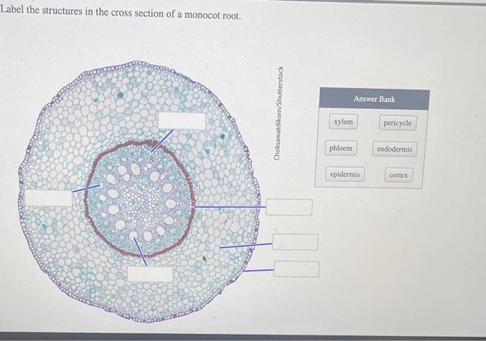 Solved Incortect Label the structures in the cross section | Chegg.com