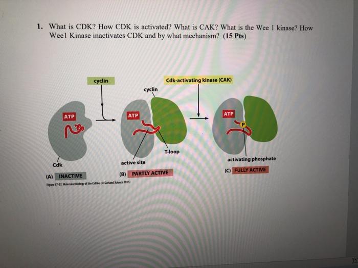 Solved 1. What is CDK? How CDK is activated? What is CAK? | Chegg.com