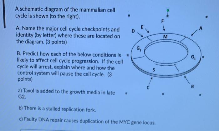 Solved A schematic diagram of the mammalian cell cycle is | Chegg.com