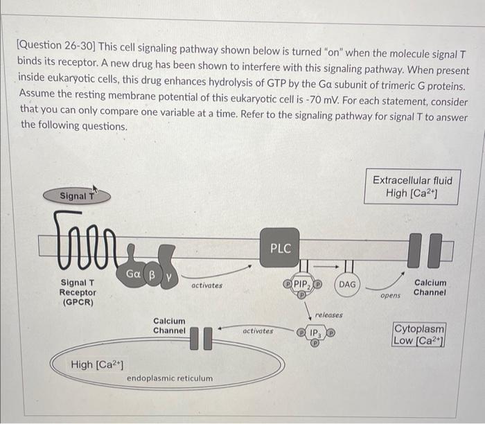 Solved [Question 26-30] This cell signaling pathway shown | Chegg.com