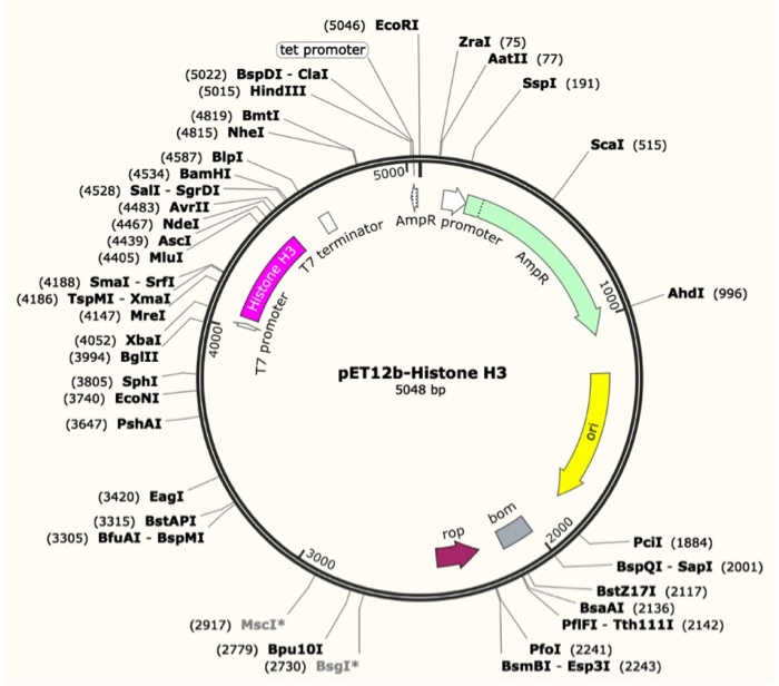 Solved READING THE MAP: The PET12b vector map is shown | Chegg.com