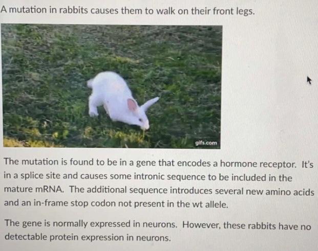 Solved A mutation in rabbits causes them to walk on their | Chegg.com