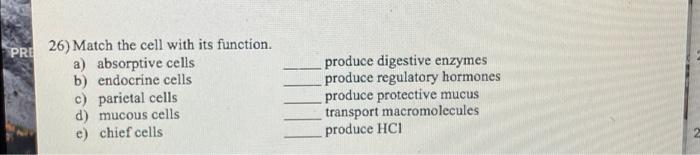 26) Match the cell with its function. a) absorptive | Chegg.com
