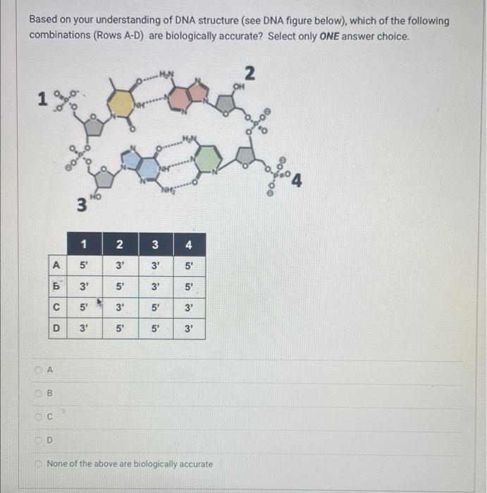 Solved Based on your understanding of DNA structure (see DNA | Chegg.com