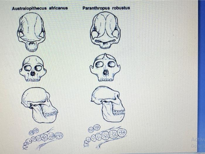 Australopithecus Afarensis Skull Labeled