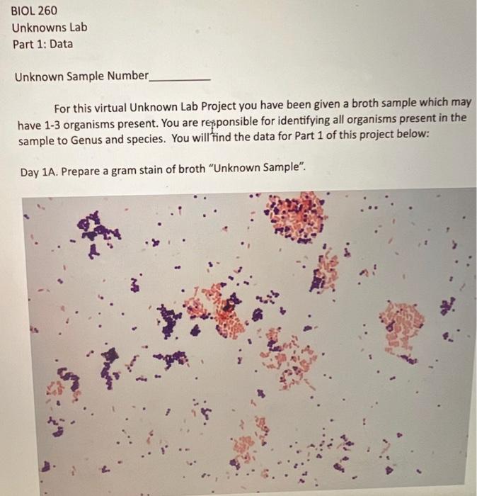 Solved BIOL 260 Unknowns Lab Part 1: Data Unknown Sample | Chegg.com