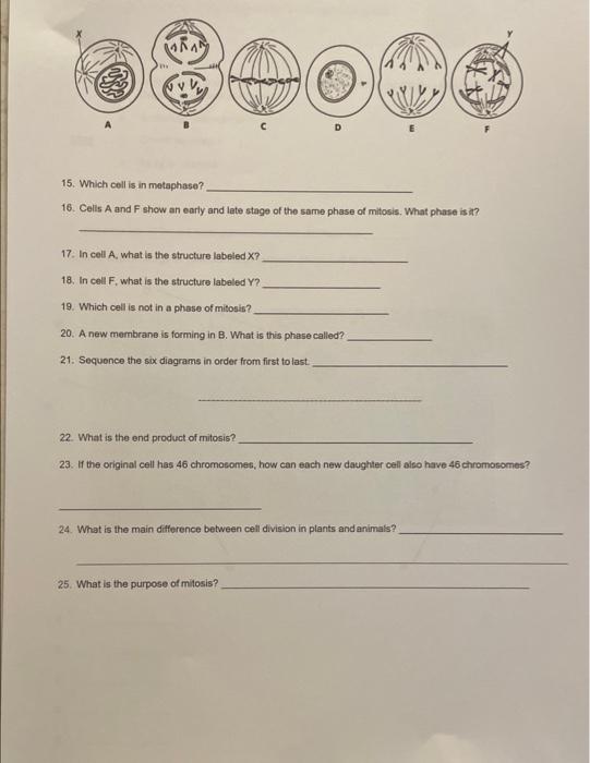 Solved CHAPTER 12: MITOSIS WORKSHEET NAMEE Label the parts | Chegg.com