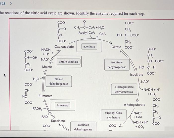 Solved f18 > he reactions of the citric acid cycle are | Chegg.com