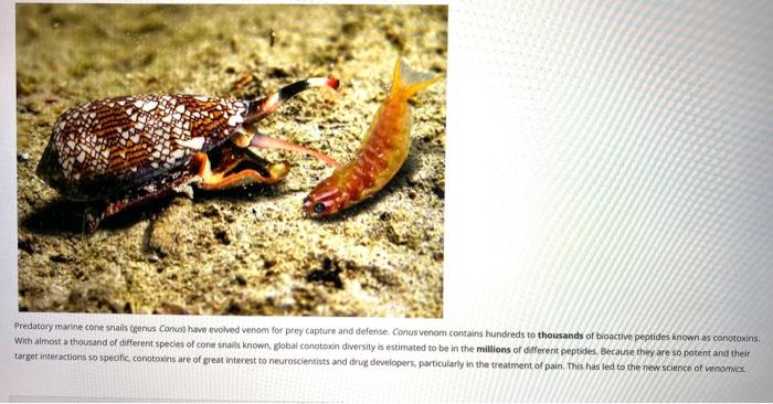 Predatory marine cone snails (genus Conus have | Chegg.com