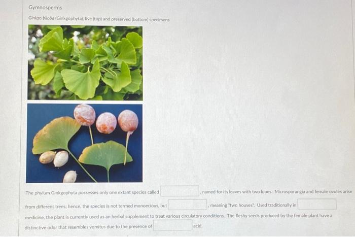 Solved Gymnosperms Ginkgo biloba (Ginkgophyta), live (top) | Chegg.com