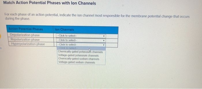 Solved Match Action Potential Phases with lon Channels For | Chegg.com