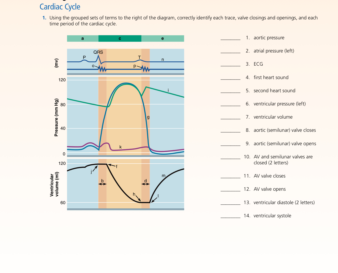 Solved Cardiac CycleUsing the grouped sets of terms to the | Chegg.com