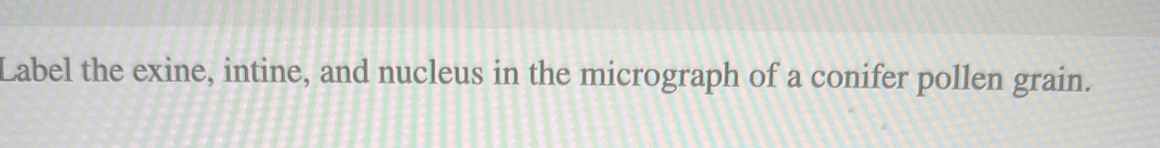 Solved Label the exine, intine, and nucleus in the | Chegg.com