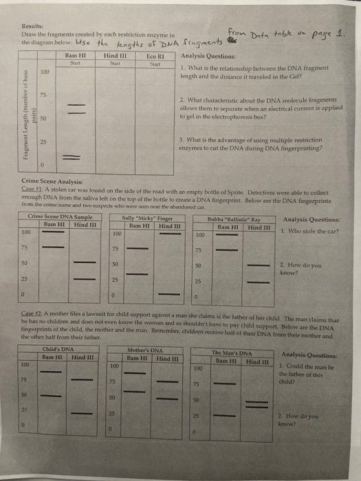 Solved Name franchesca Gonzalez Period DNA Fingerprinting | Chegg.com
