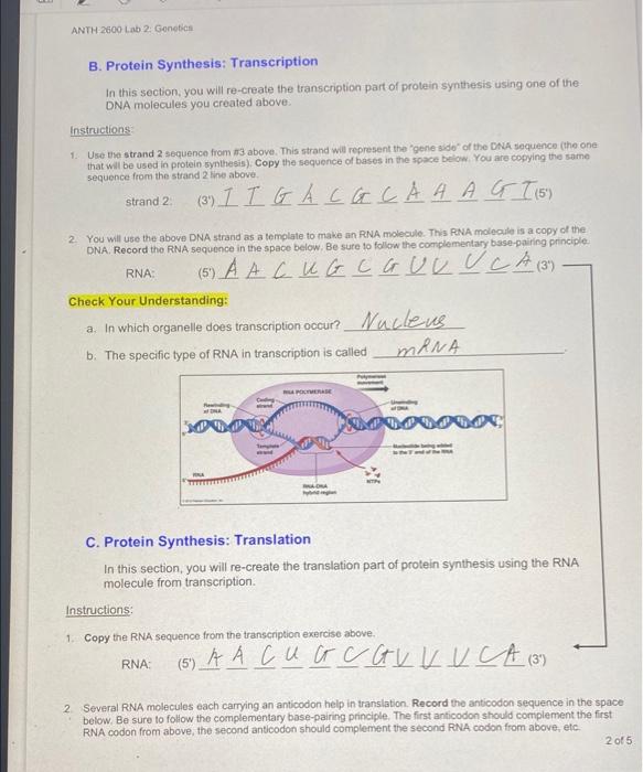 Solved D. Protein Synthesis: Analysis & Interpretation In | Chegg.com