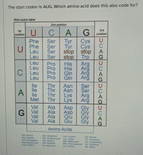 Solved The start codon is AUG. Which amino acid does this | Chegg.com
