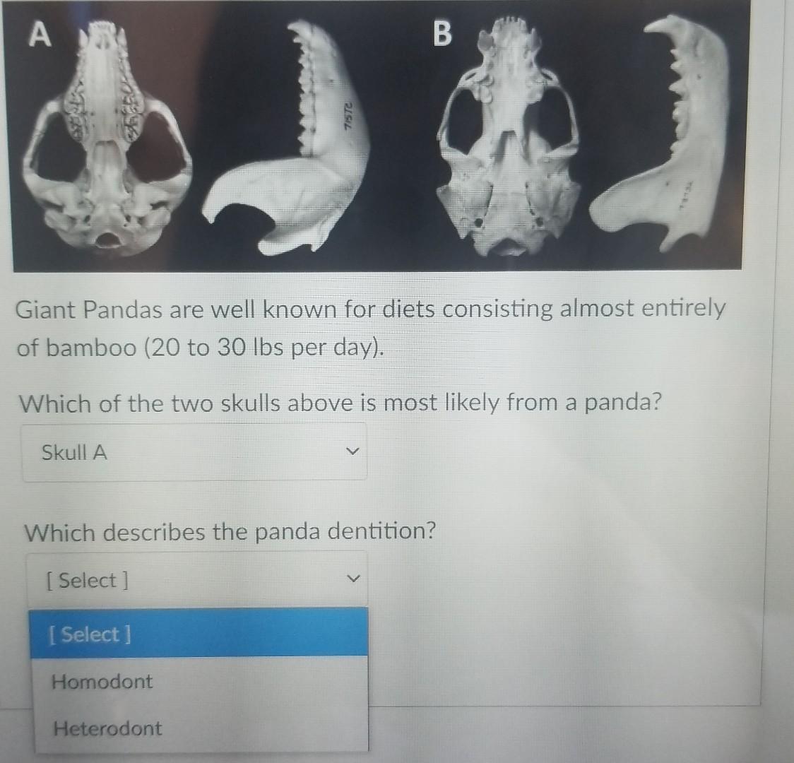 Solved A B Giant Pandas are well known for diets consisting | Chegg.com