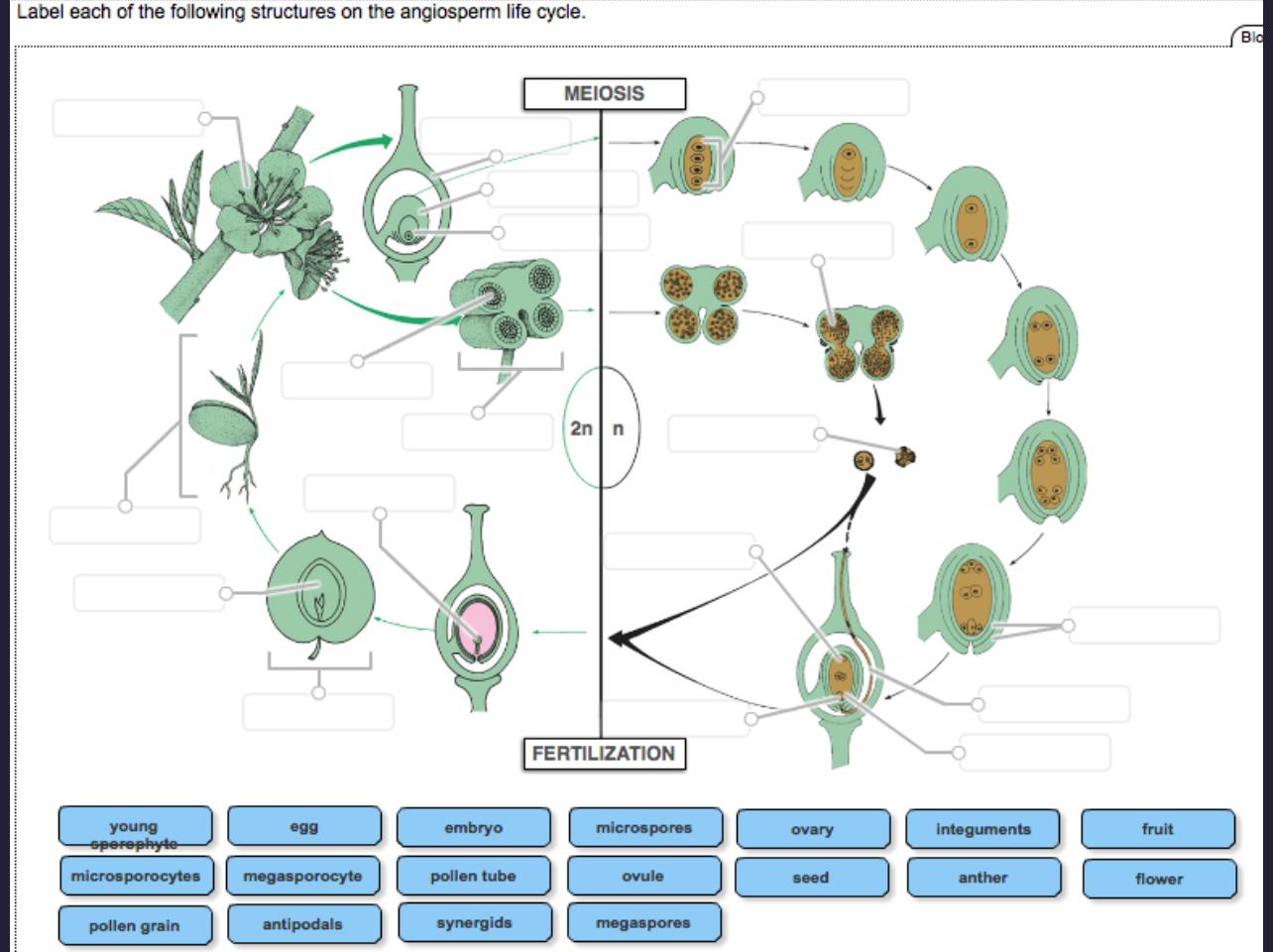 Solved Label each of the following structures on the | Chegg.com